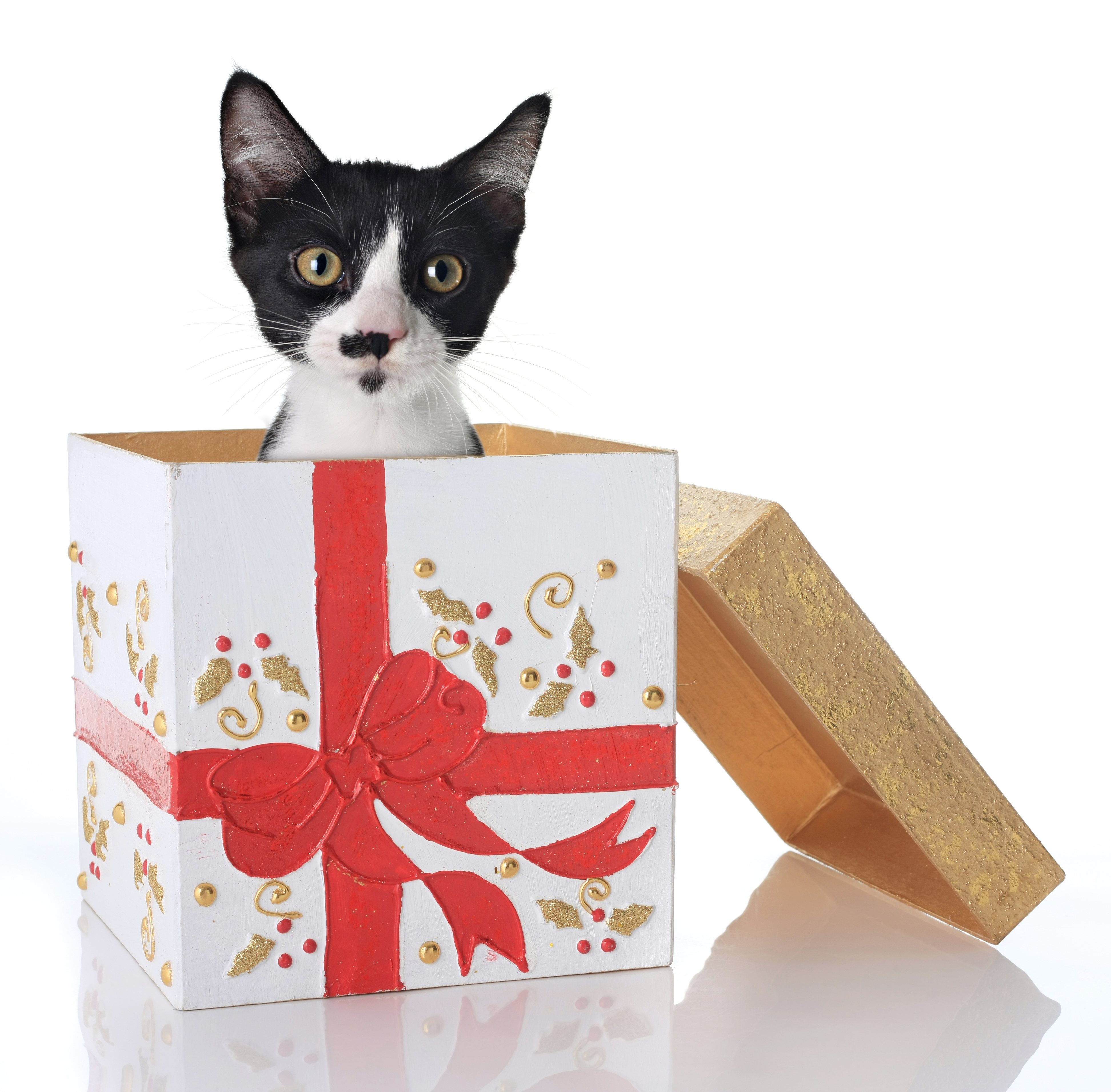 Should I Give A Pet For A Christmas Present Pet Sitter Dog Walker Should I Give A Pet For A Christmas Present Pet Sitter Dog Walker